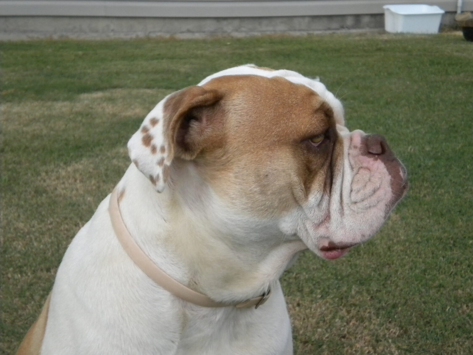 Rasa psa Ariégeois - wszystko, co musisz wiedzieć | Petsy