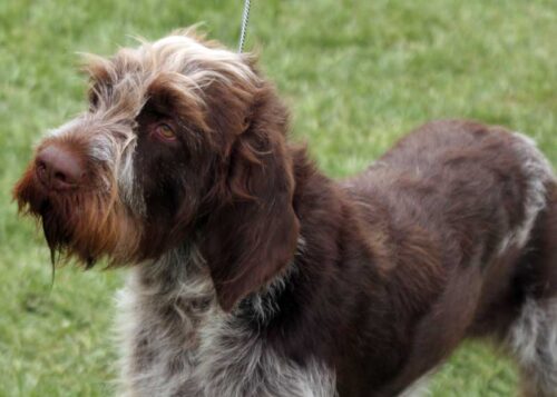 Rasa psa Czeski fousek - wszystko, co musisz wiedzieć | Petsy