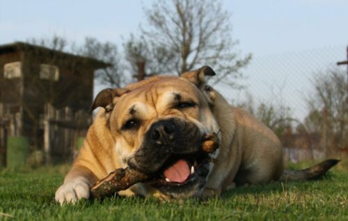 Rasa psa Dog z Majorki - wszystko, co musisz wiedzieć | Petsy