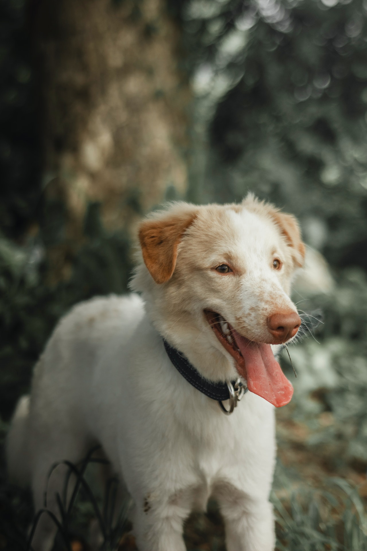 Rasa psa Aidi - wszystko, co musisz wiedzieć | Petsy