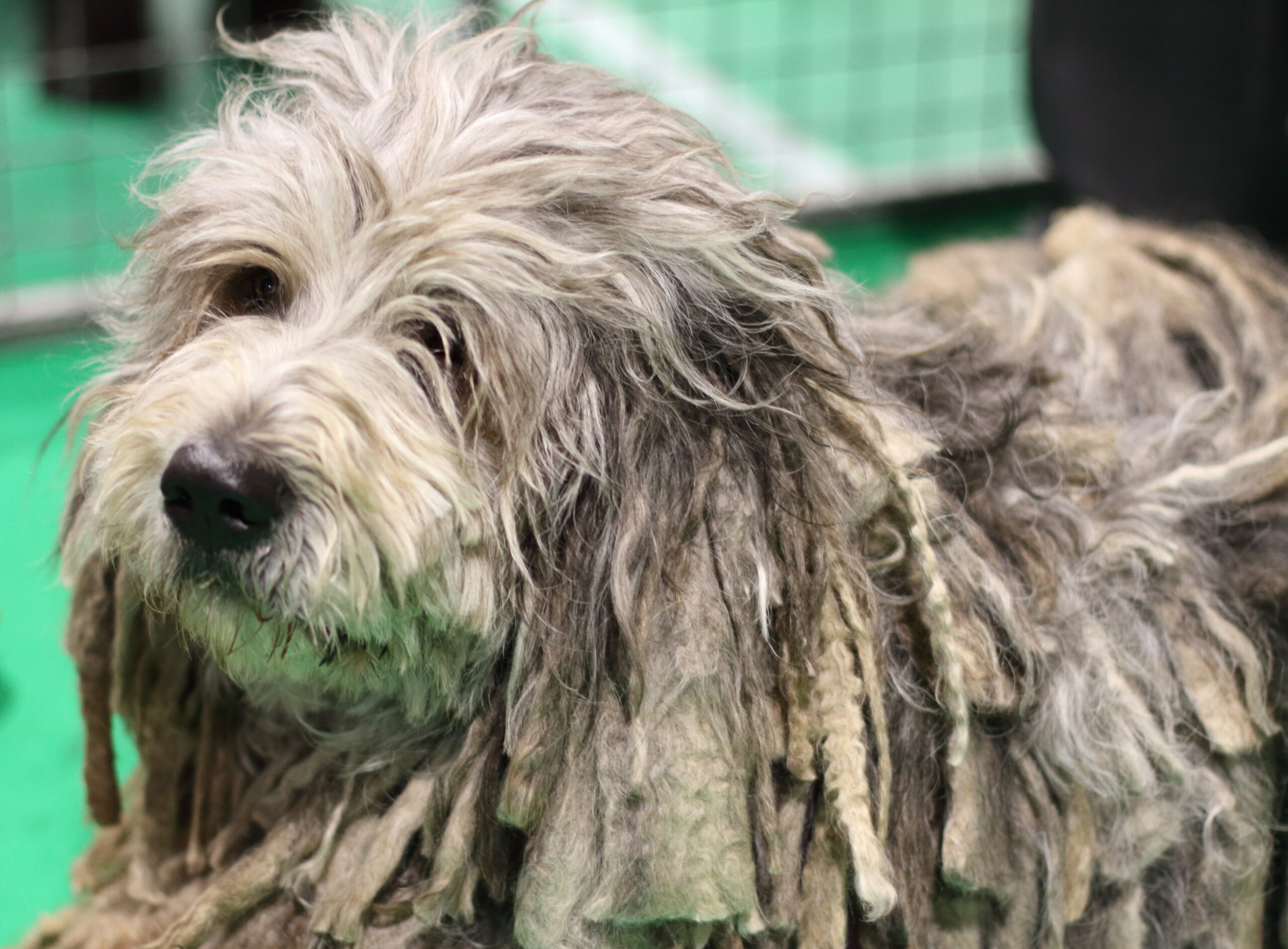 Rasa psa Bergamasco – wszystko, co musisz wiedzieć | Petsy