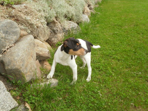 Duńsko-szwedzki pies wiejski – wszystko, co musisz wiedzieć o tej rasie | Petsy