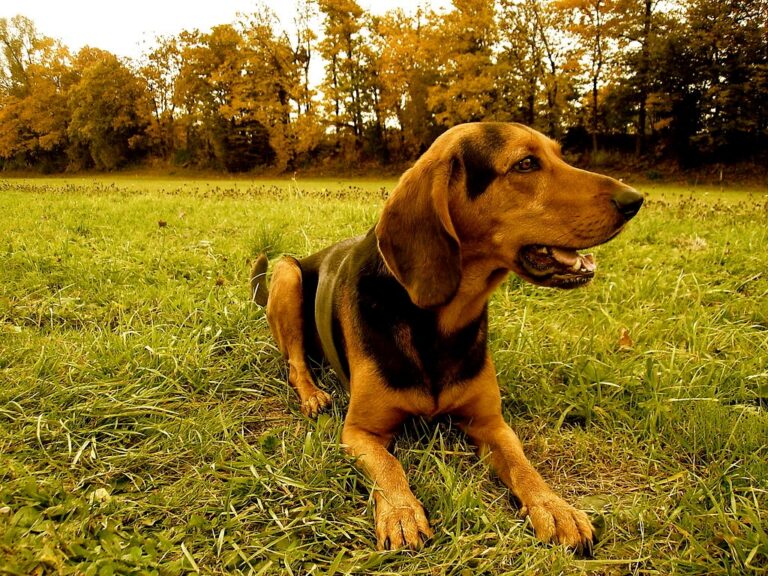 Rasa psa Jamnik długowłosy – wszystko, co musisz wiedzieć | Petsy