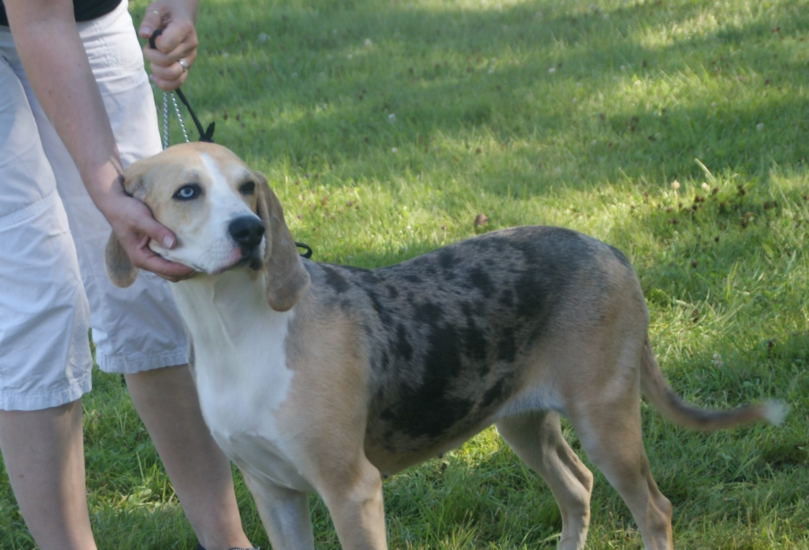 Dunker – wszystko, co musisz wiedzieć | Petsy