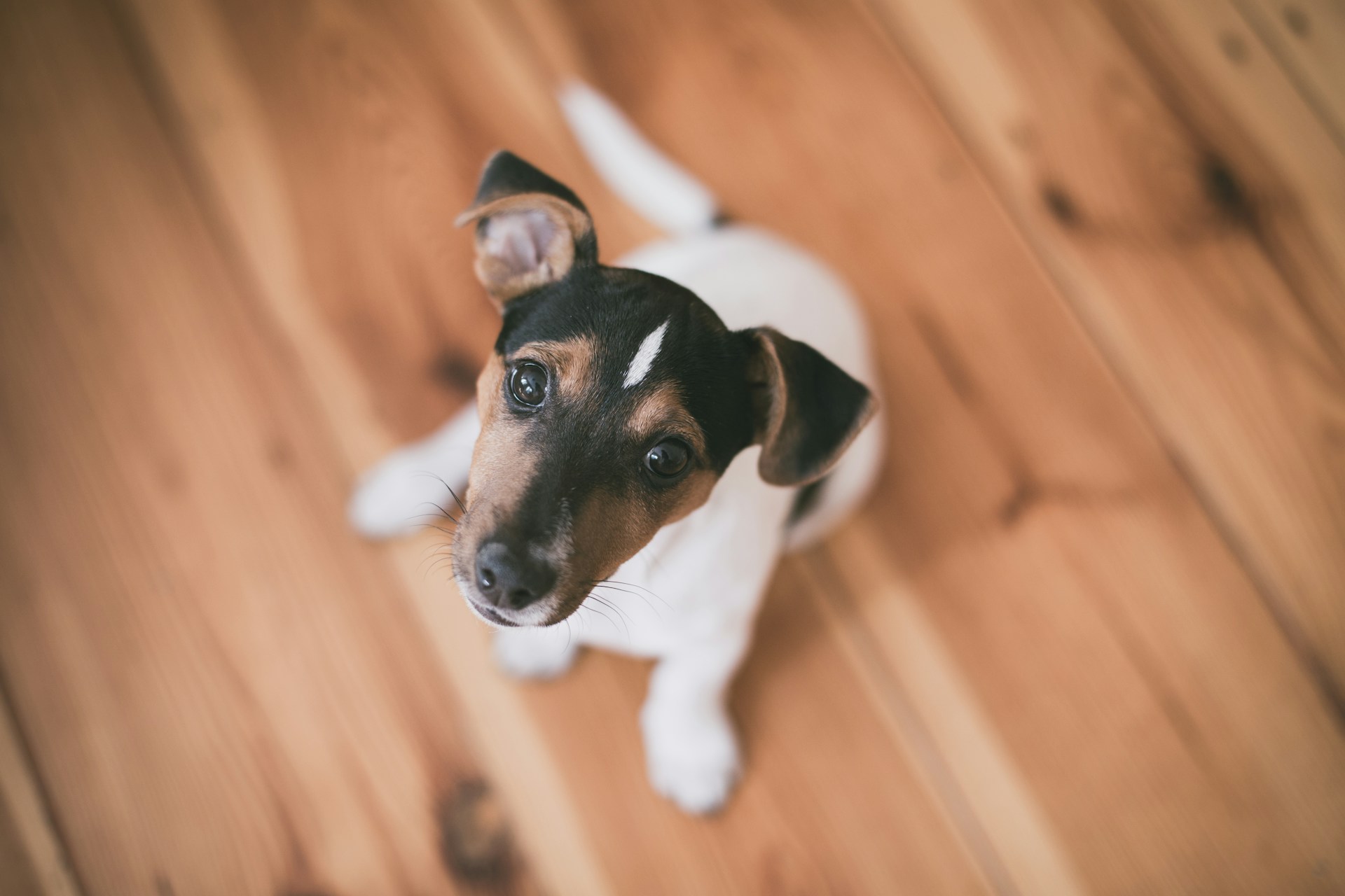 Toksokaroza – jak diagnozować i leczyć tę chorobę pasożytniczą? | Petsy