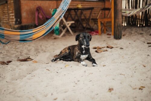 Najczęstsze choroby skóry u psa – rodzaje charakterystyka i leczenie ...