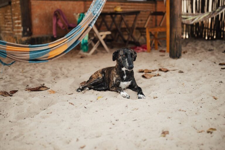 Najczęstsze choroby skóry u psa – rodzaje charakterystyka i leczenie ...