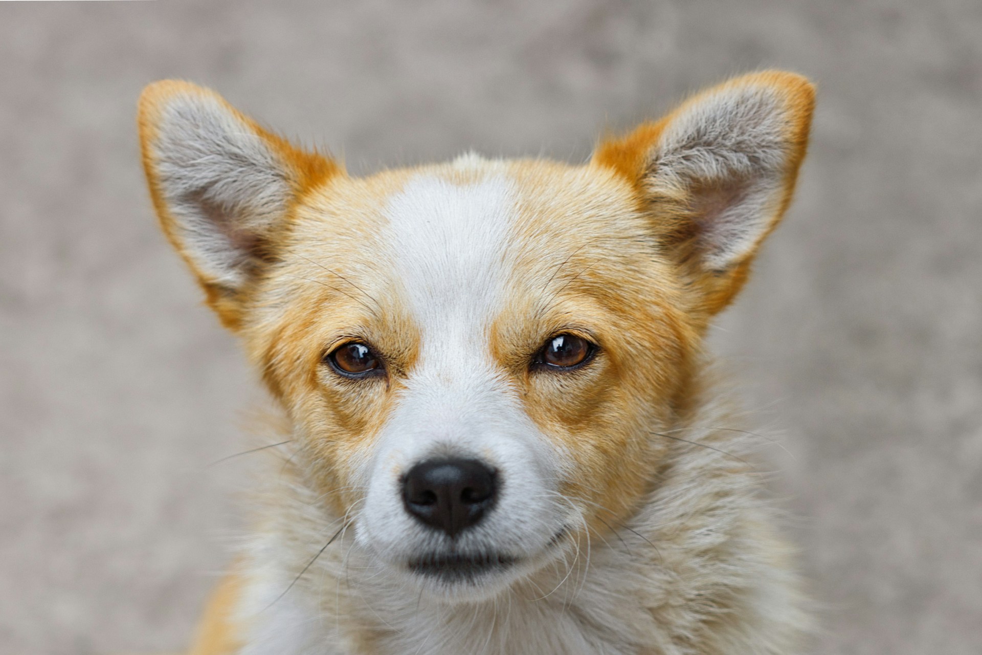 Domowe sposoby na ropiejące oczy u psa – objaw poważnych problemów ...