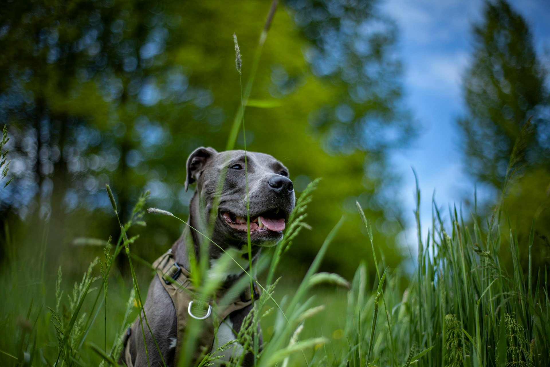 Amstaff blue – cechy rasy i charakter | Petsy
