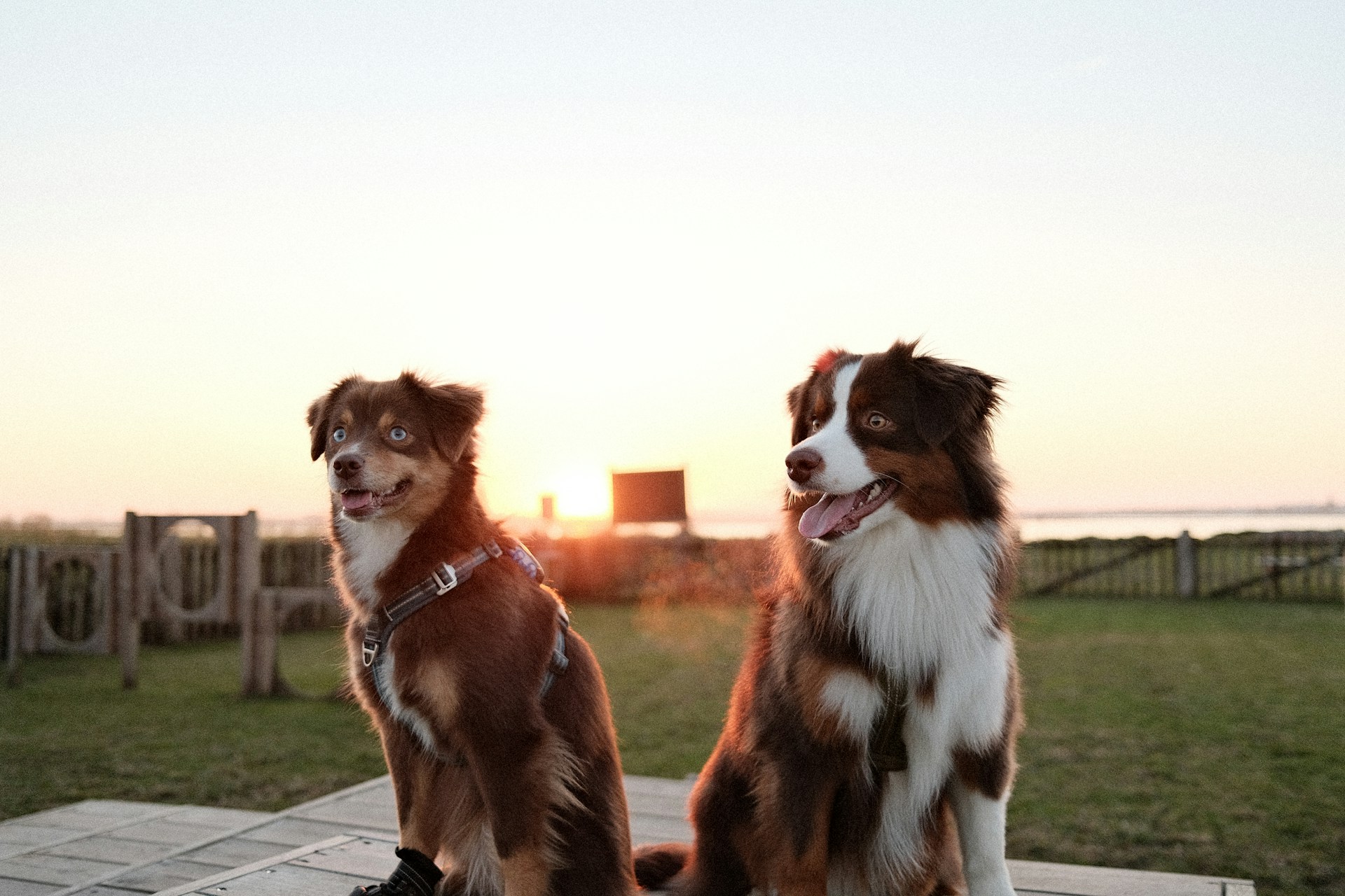 Rasy psów średnich – jaką wybrać? | Petsy